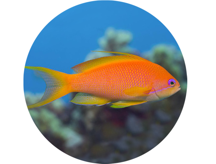 Marine Fish - Custom Marine Aquaria