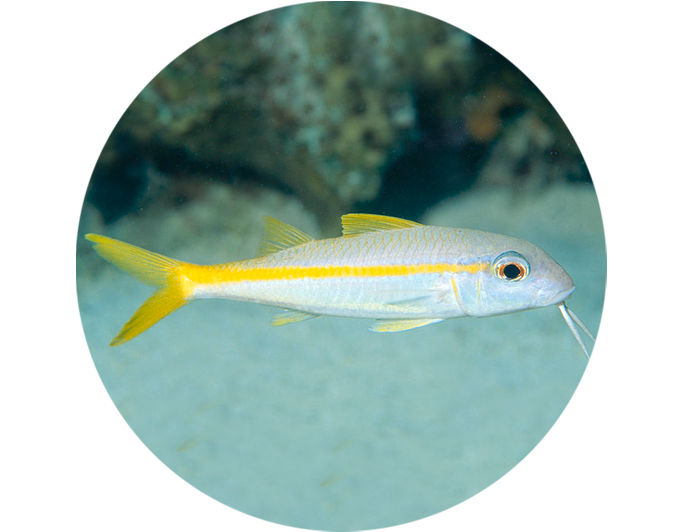 Marine Fish - Custom Marine Aquaria