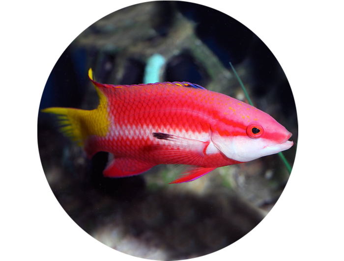 Marine Fish - Custom Marine Aquaria