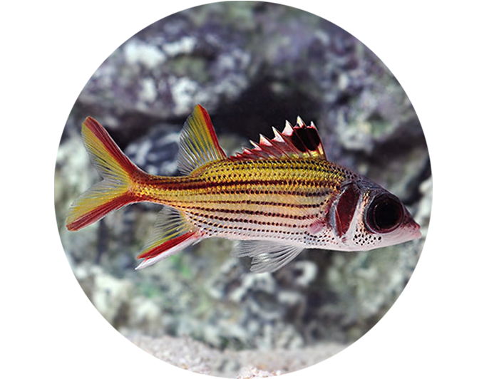 Marine Fish - Custom Marine Aquaria