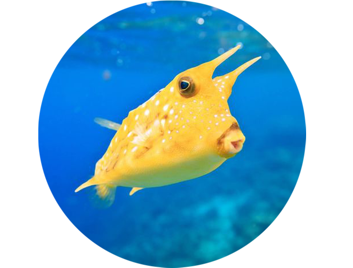 Marine Fish - Custom Marine Aquaria
