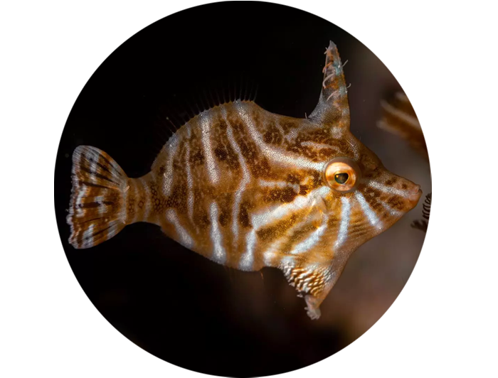 Marine Fish - Custom Marine Aquaria