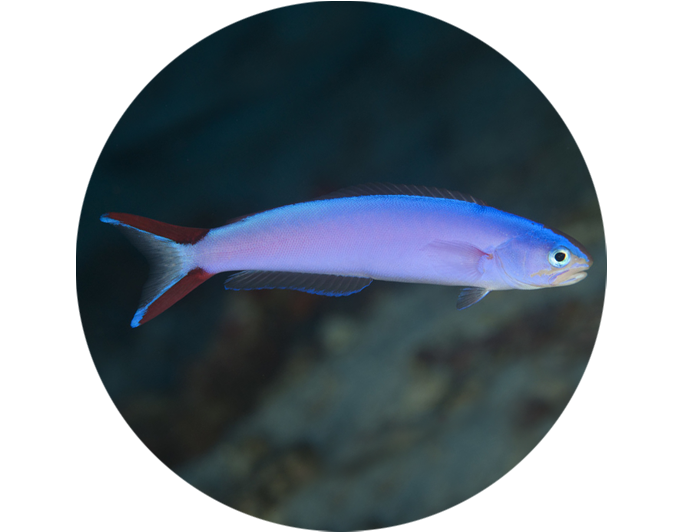 Marine Fish - Custom Marine Aquaria